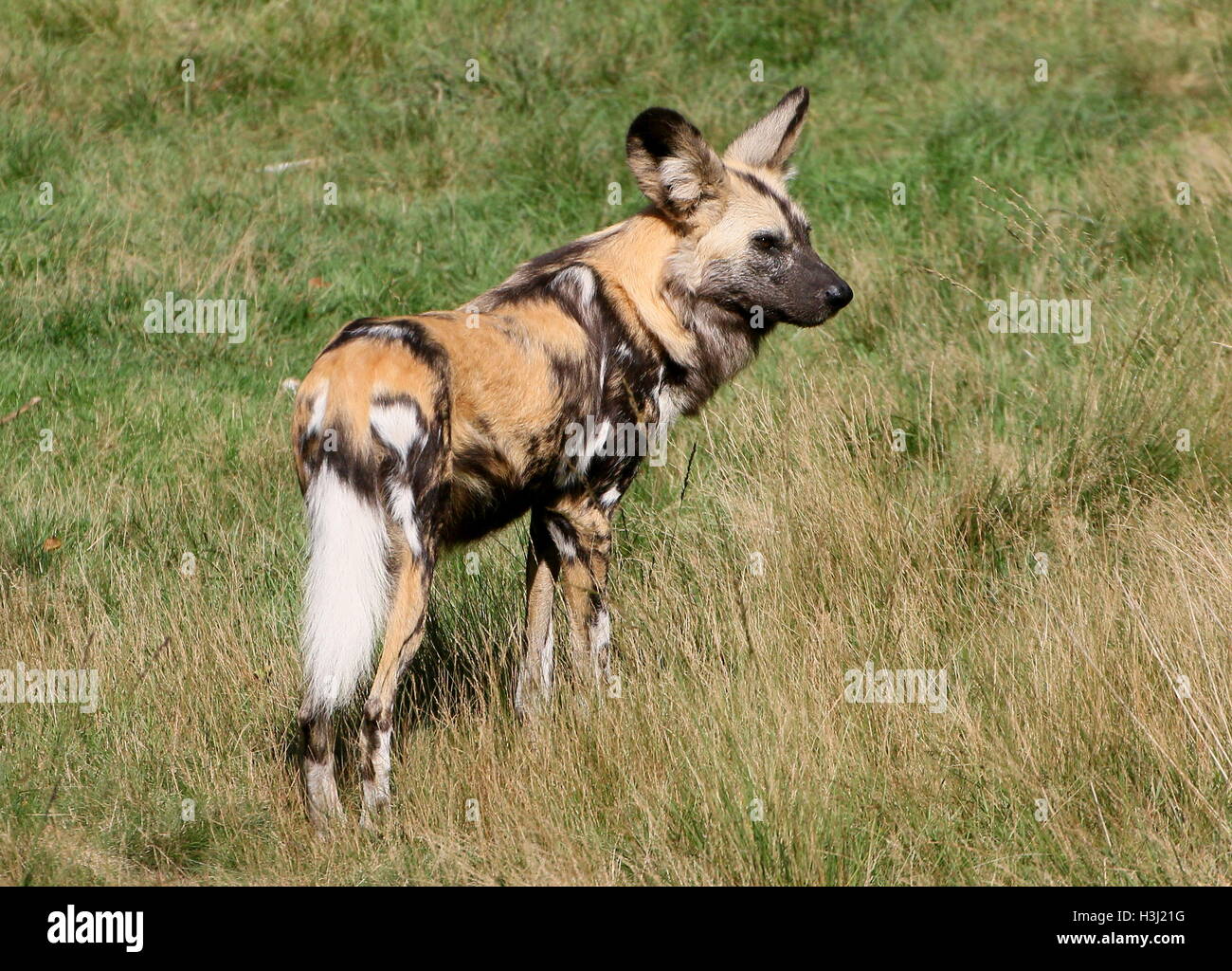 Alert African wild dog (Lycaon pictus) seen in profile Stock Photo - Alamy