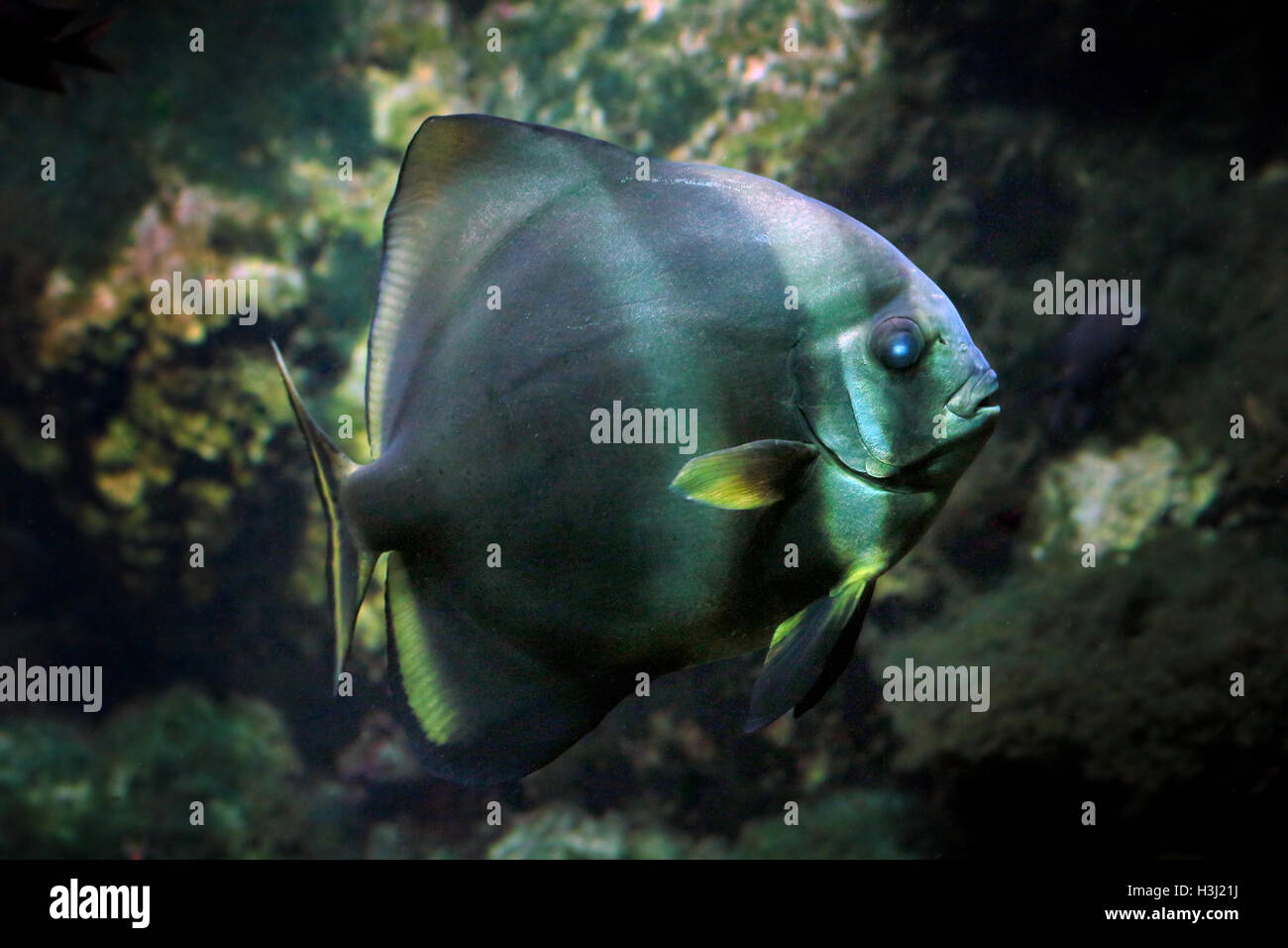 Round, Circular or Orbicular Batfish (Platax orbicularis), native from ...