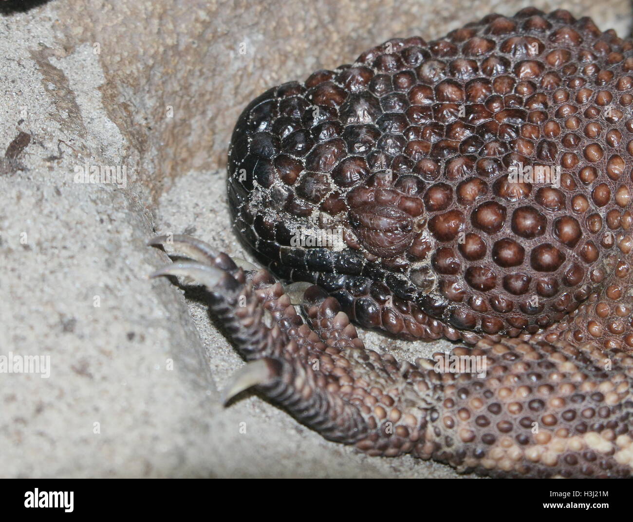Venomous Mexican beaded lizard (Heloderma horridum exasperatum), a.k.a ...