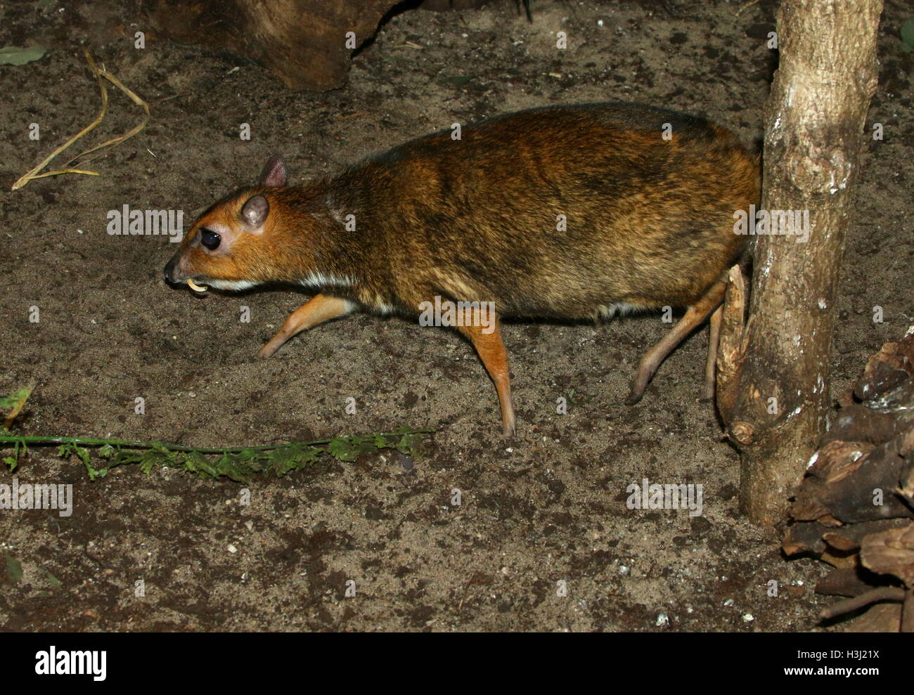 Male Philippine mouse deer (Tragulus nigricans), a.k.a. Balabac ...