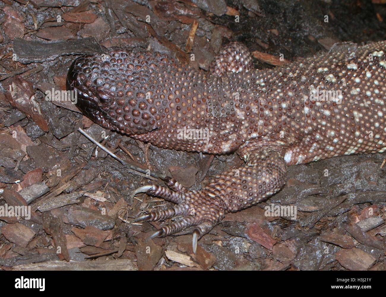 Beaded Lizard Bite