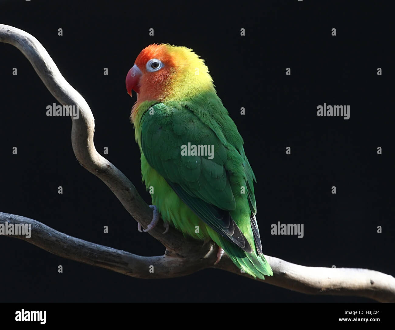 Southeast African Nyasa or Lilian's Lovebird (Agapornis lilianae), a ...