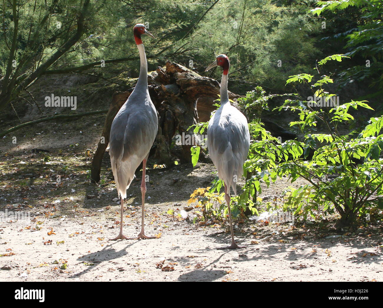 Largest flying bird species in the world hi-res stock photography and ...