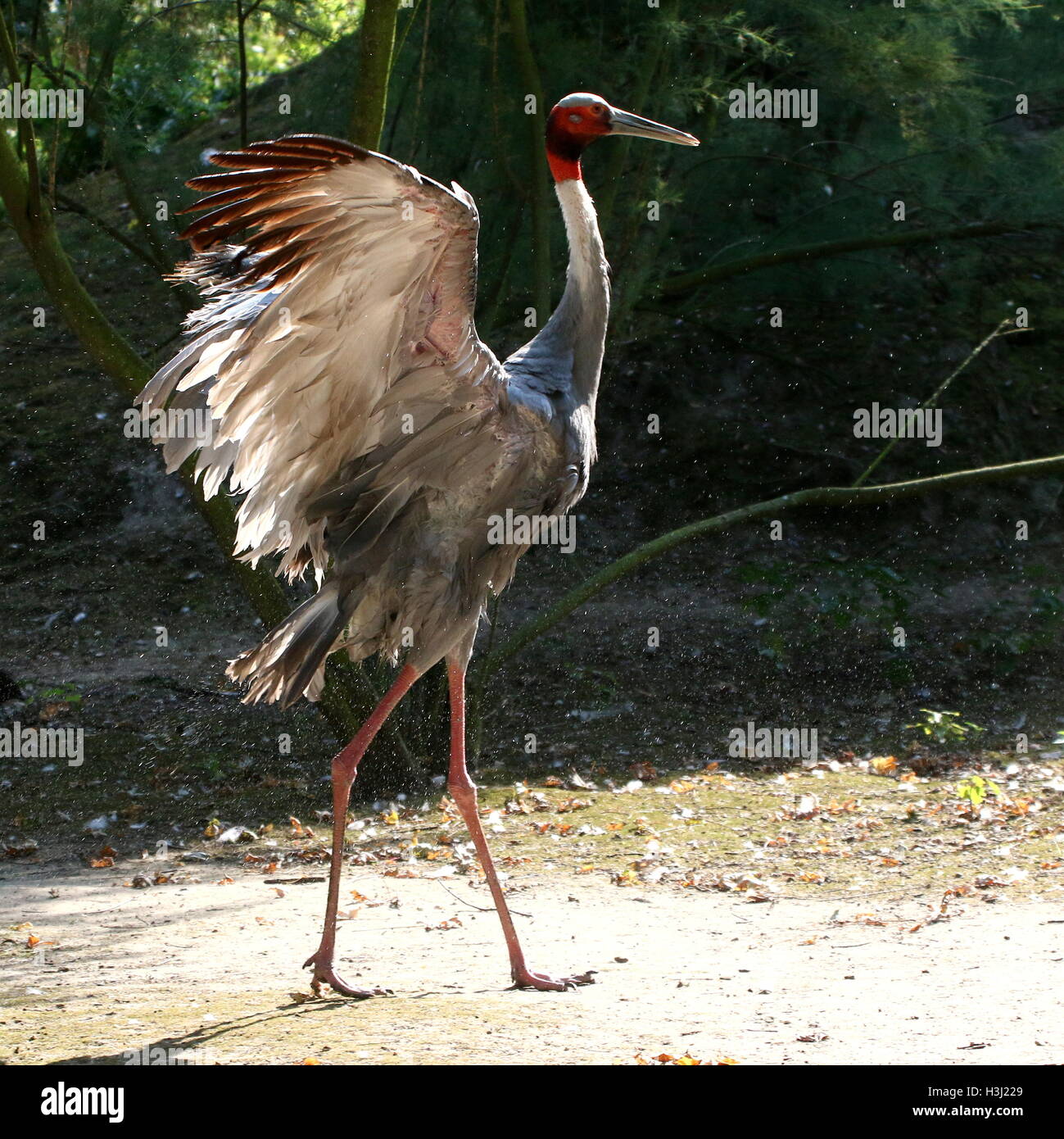 Indian sarus hi-res stock photography and images - Alamy