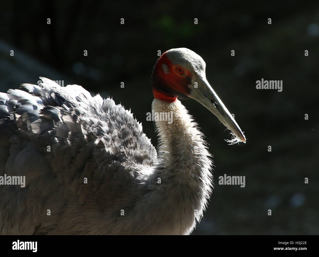 Walking sarus crane hi-res stock photography and images - Alamy
