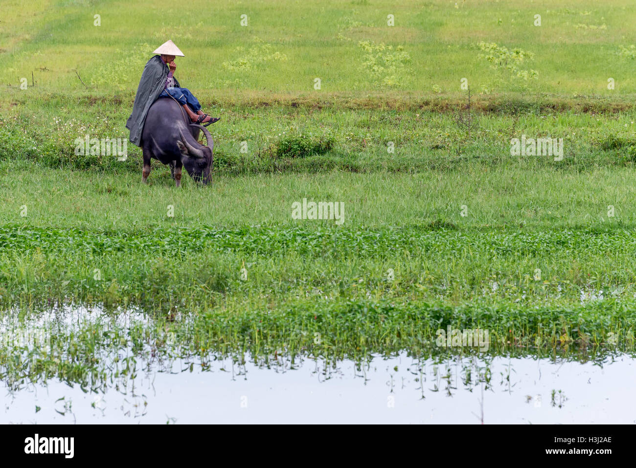Man on water buffalo hi-res stock photography and images - Alamy