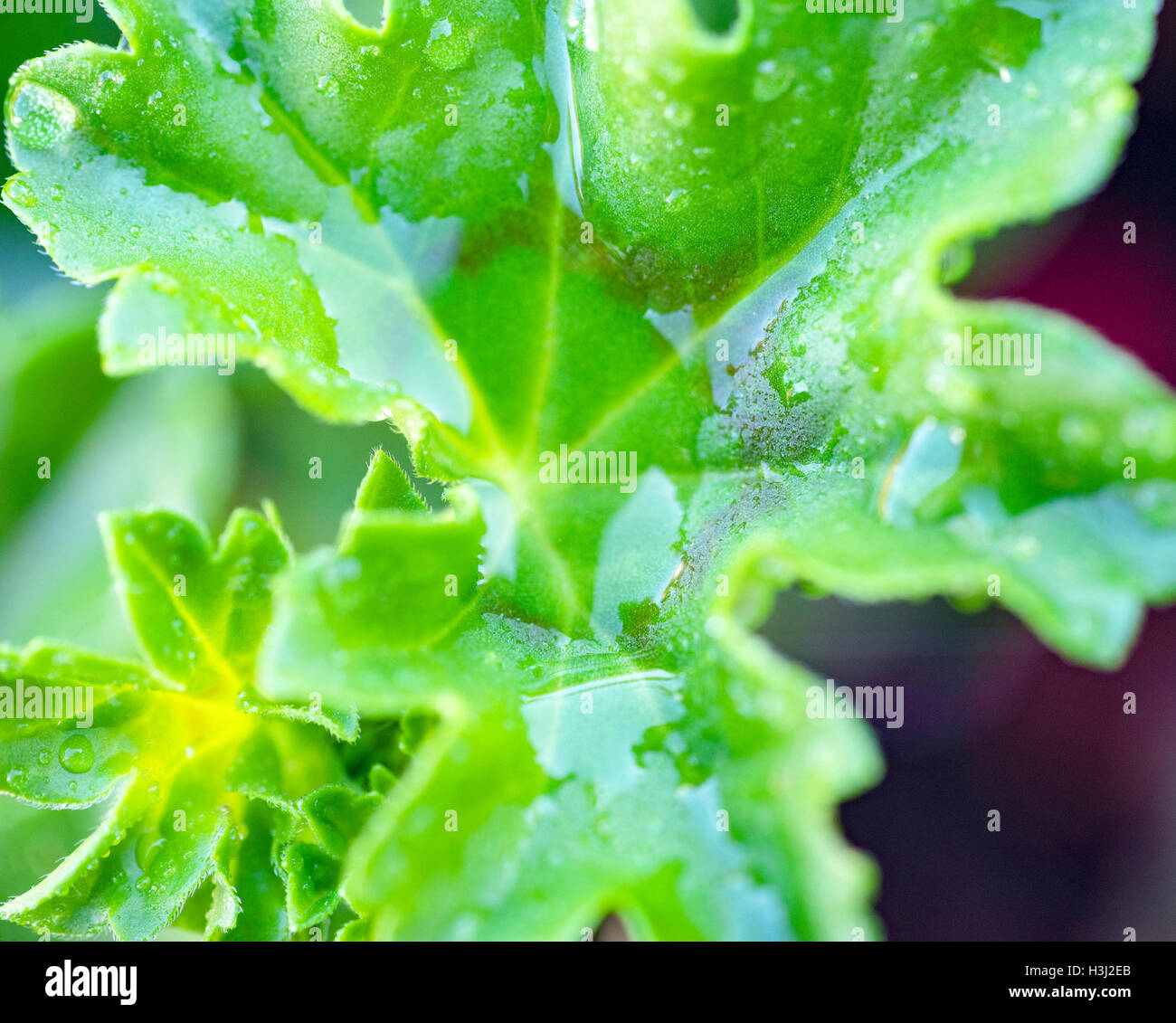 Wet plant leaves hi-res stock photography and images - Alamy