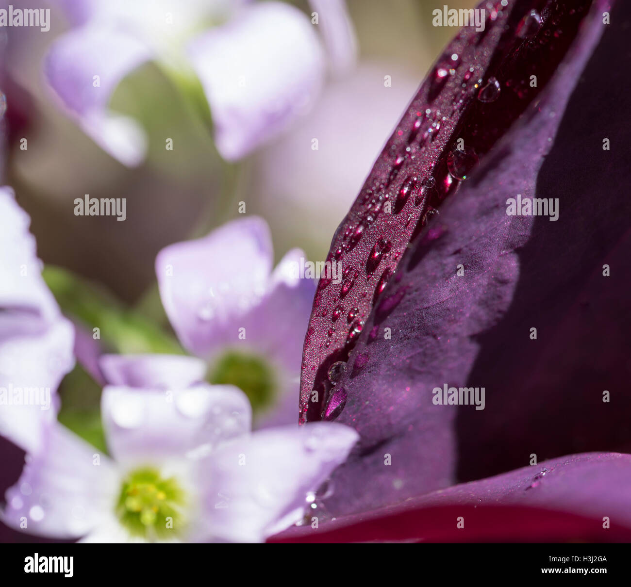 Wet flower lilac hi-res stock photography and images - Alamy