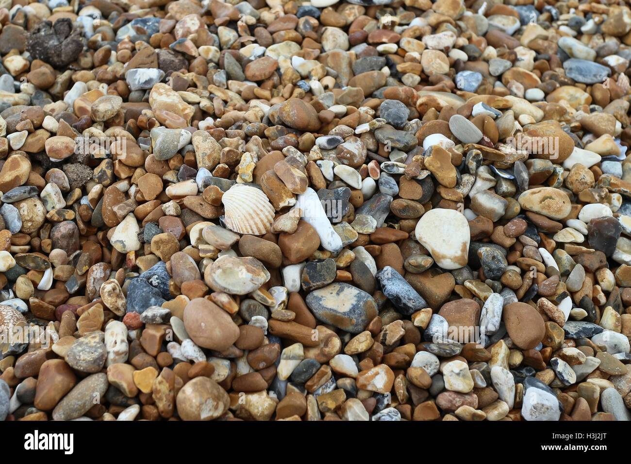 Shingle shells stones hi-res stock photography and images - Alamy