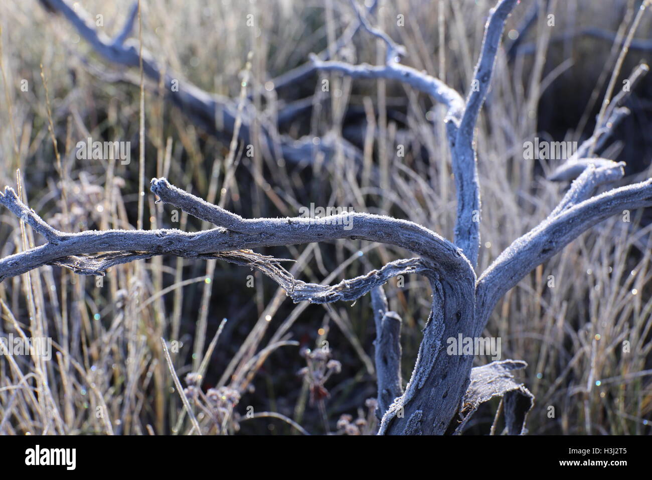Morning Mood in the Bush Stock Photo - Alamy