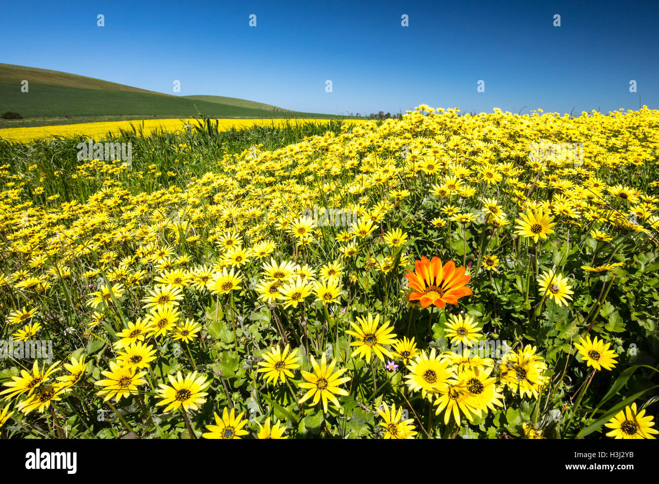 Wildflowers in australia hi-res stock photography and images - Alamy