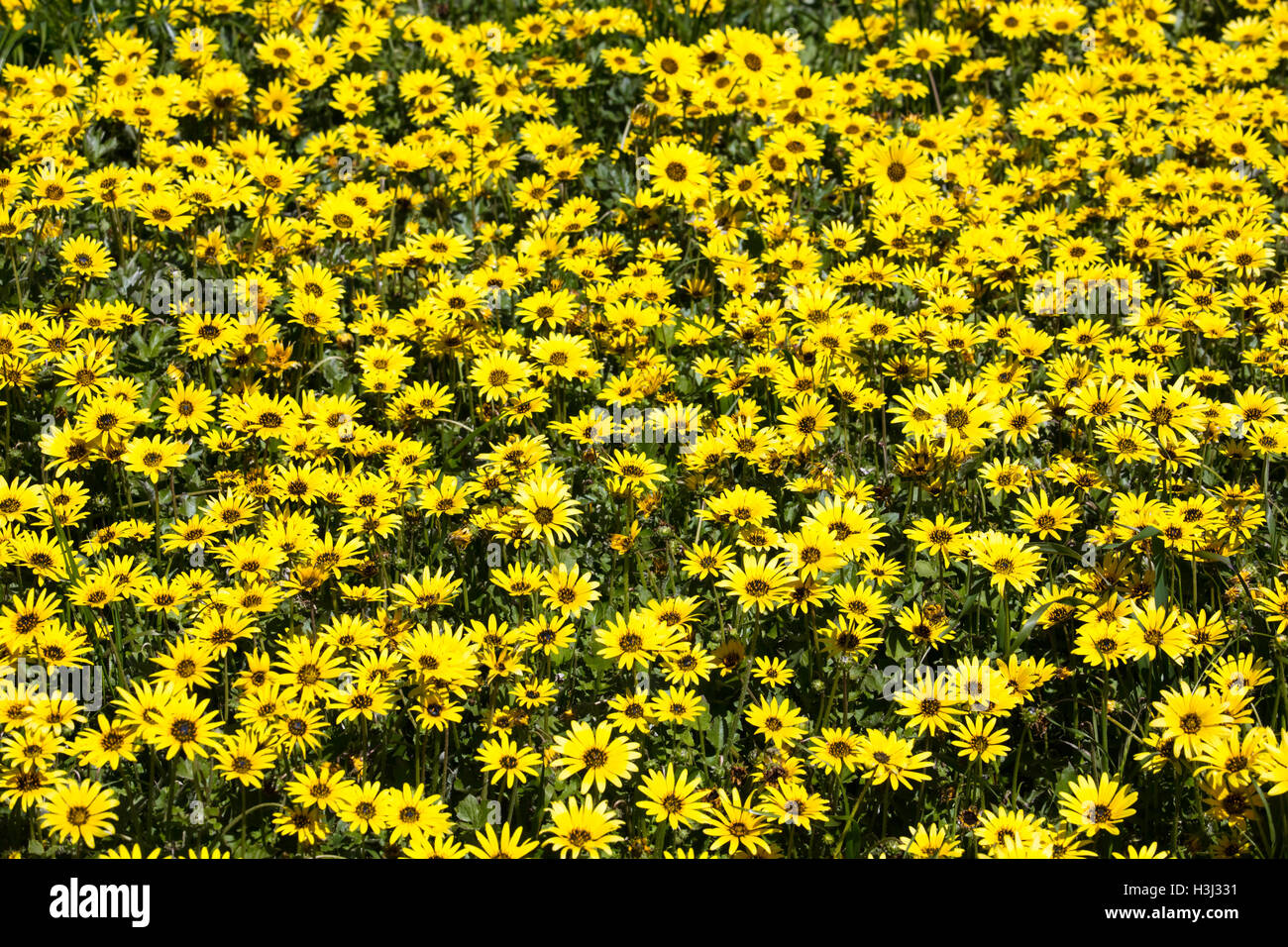 Wildflowers in australia hi-res stock photography and images - Alamy