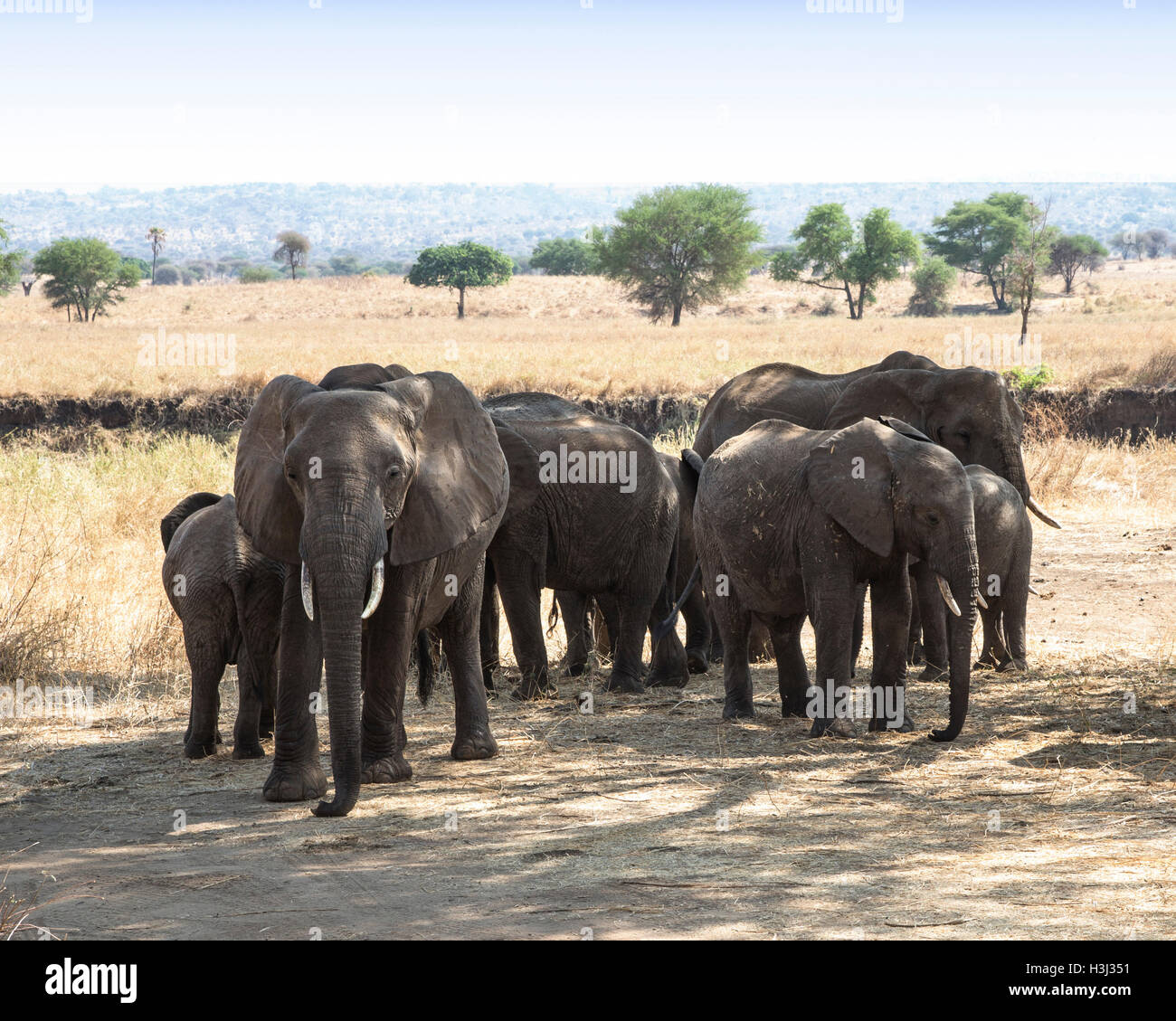 What Do Elephants Do To Protect Their Young at Harrison Greenwood blog