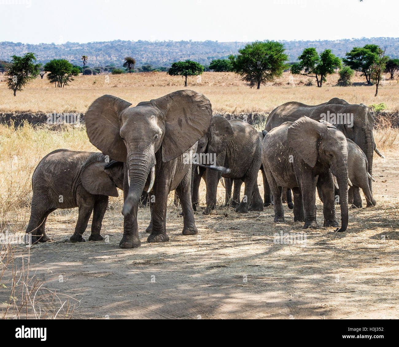 Elephant circle hi-res stock photography and images - Alamy