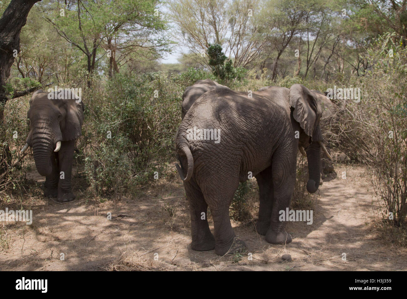 A group of African elephants move through the forest in Tarangire ...