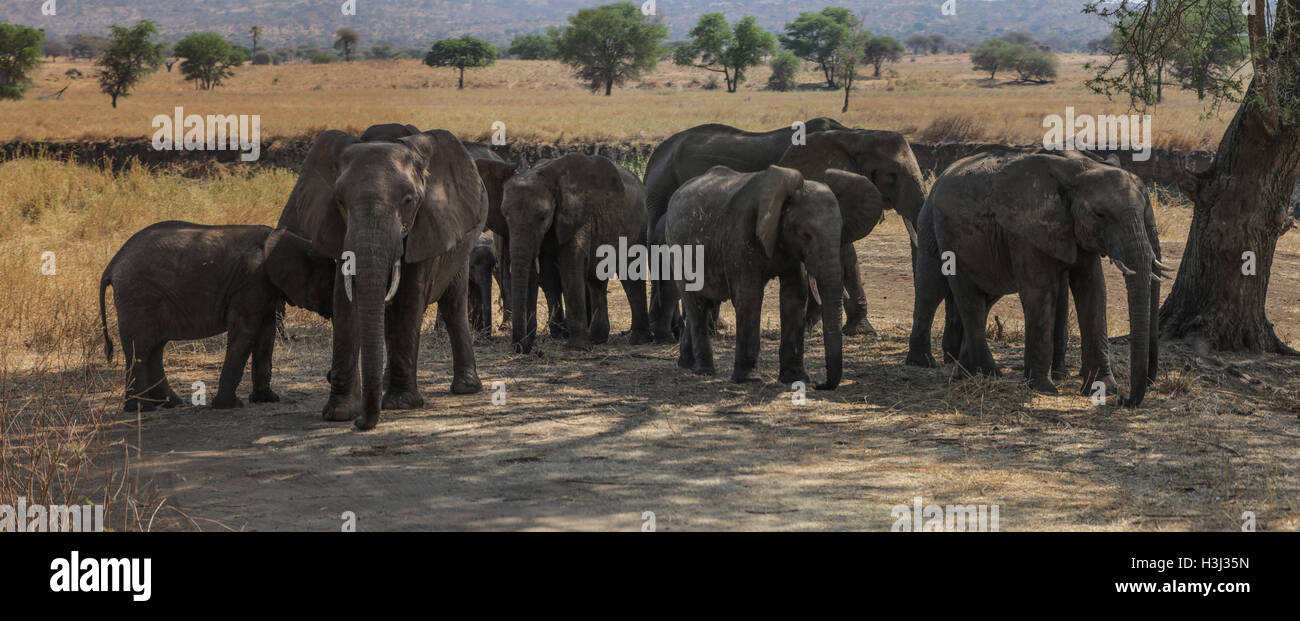 Elephants in tarangire national park hi-res stock photography and ...