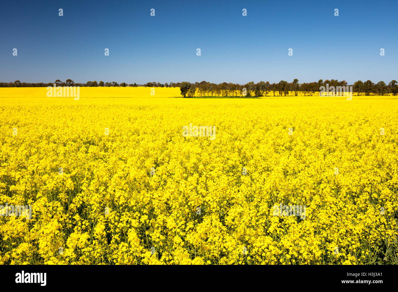 Fields of Canola in Australia Stock Photo - Alamy