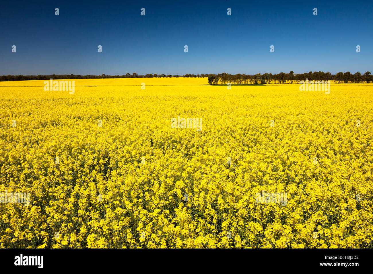 Fields of Canola in Australia Stock Photo - Alamy