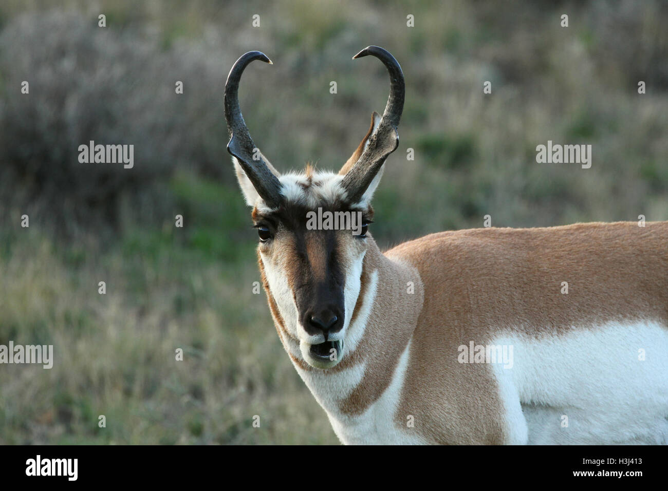 Mammal antelope pronghorn hi-res stock photography and images - Alamy