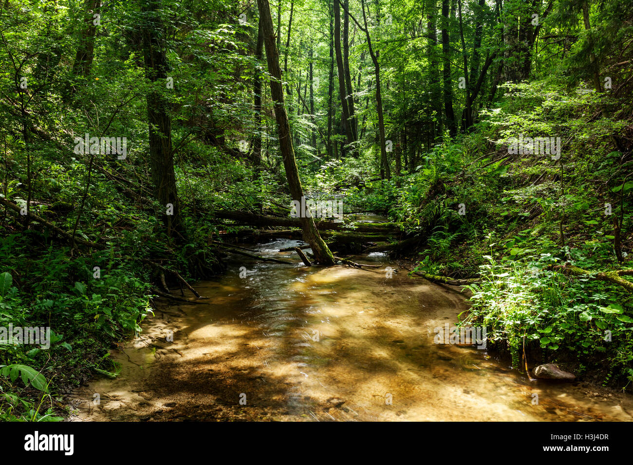 Piska hi-res stock photography and images - Alamy