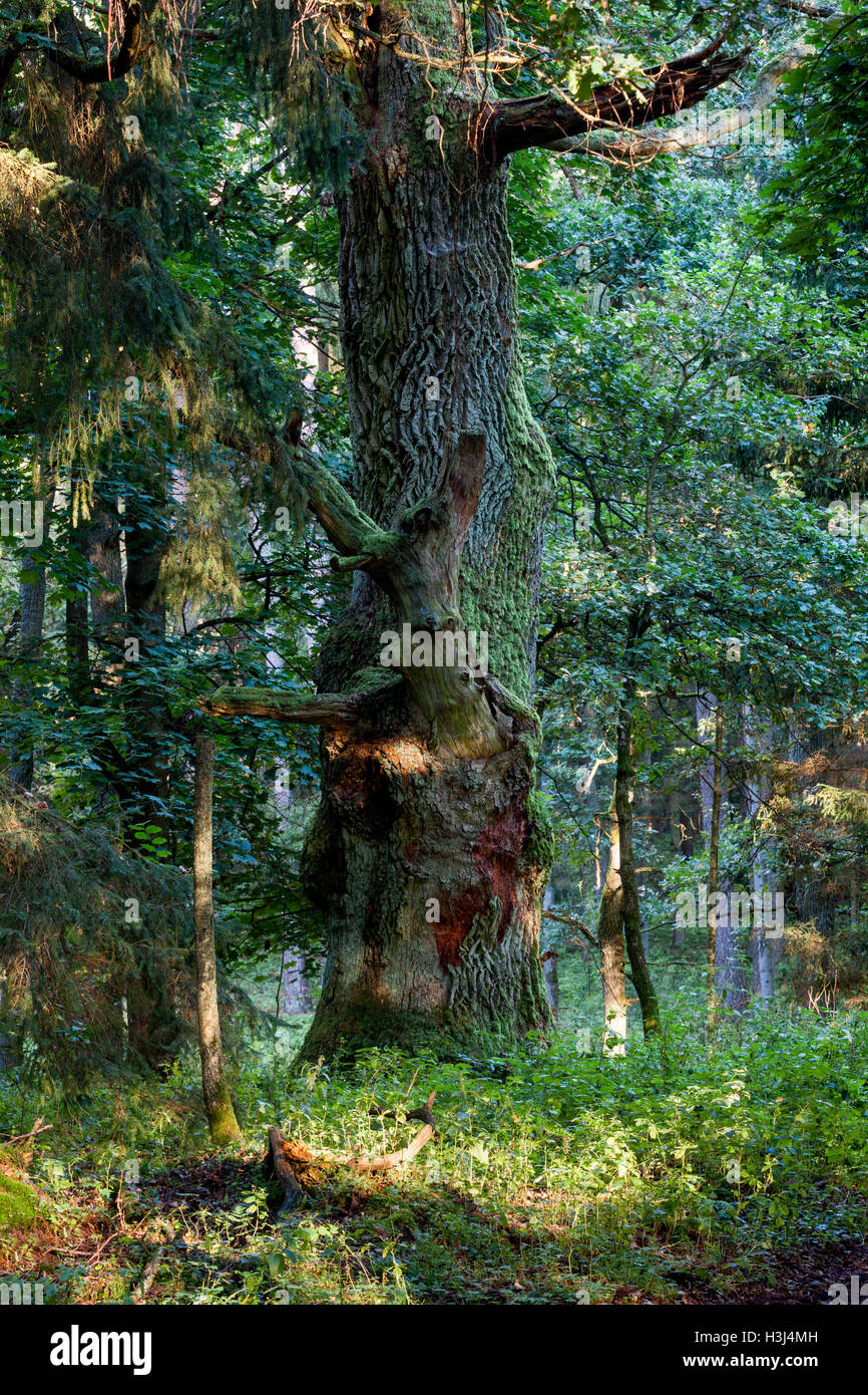 300 year old oak tree hi-res stock photography and images - Alamy