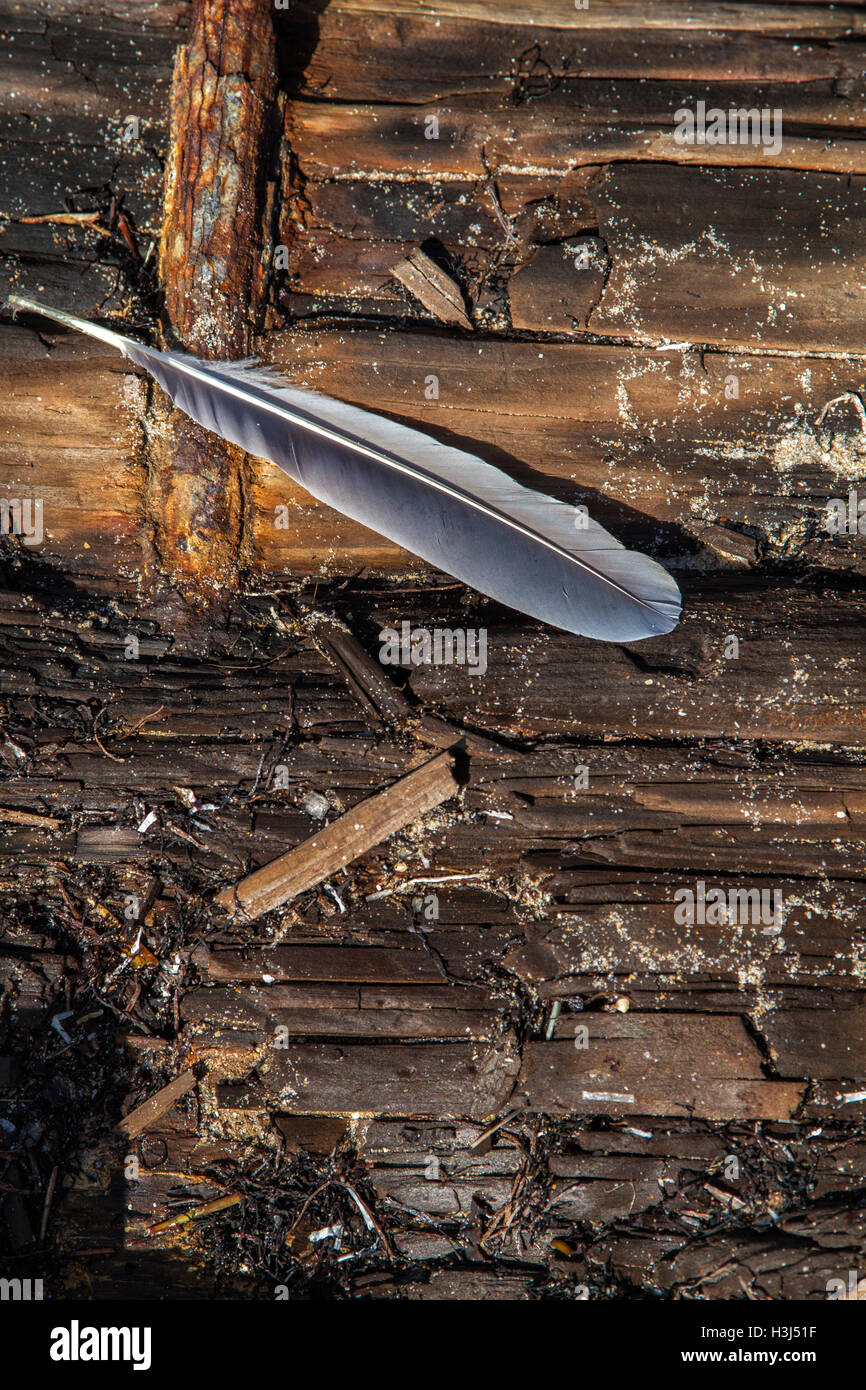 The feather of a gull has fallen onto the weathered wood beam of ...