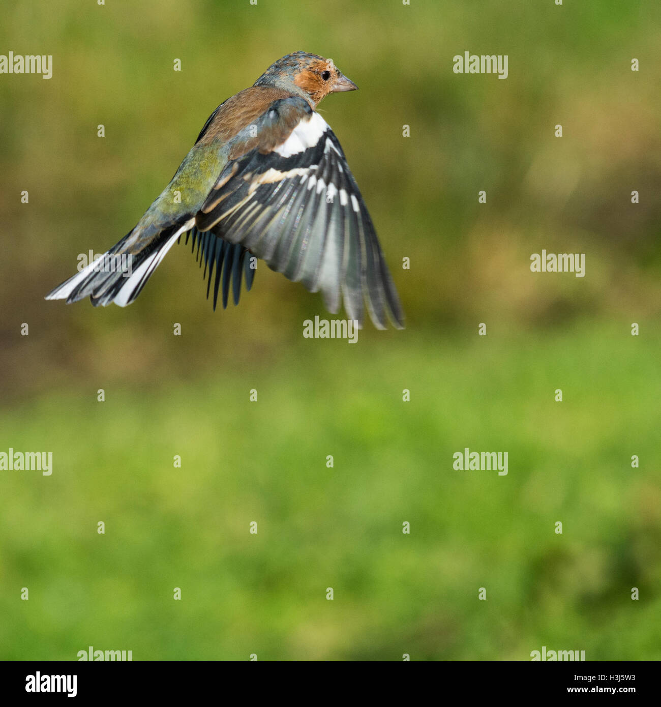 Chaffinch flight bird hi-res stock photography and images - Alamy
