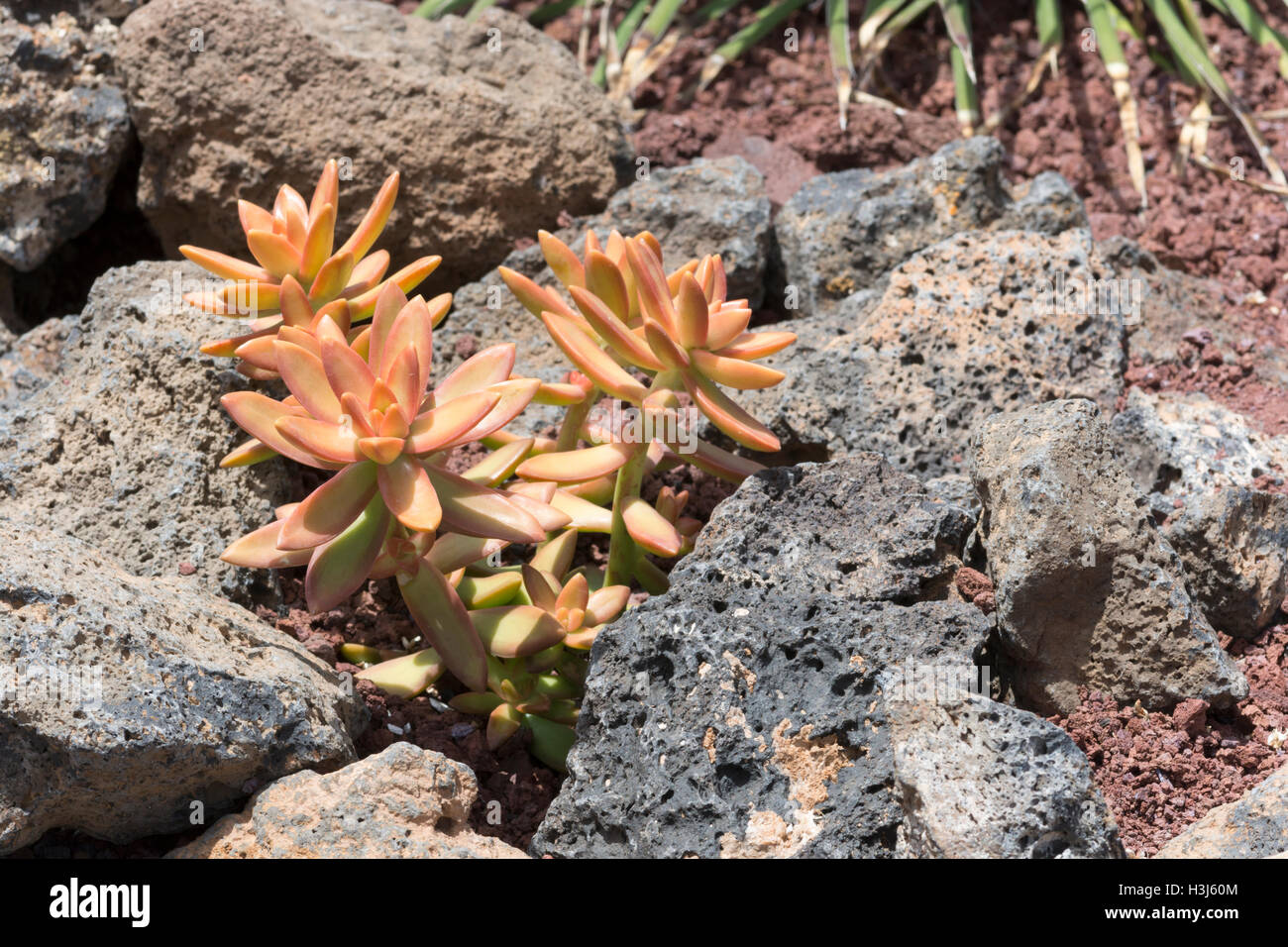 Cactus Plants - Arid Plants of the desert Stock Photo - Alamy