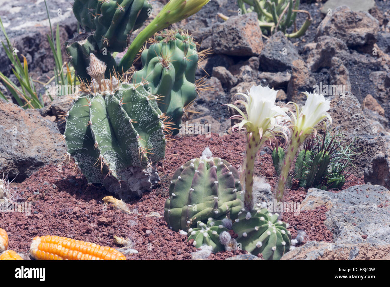 Cactus Plants - Arid Plants of the desert Stock Photo - Alamy