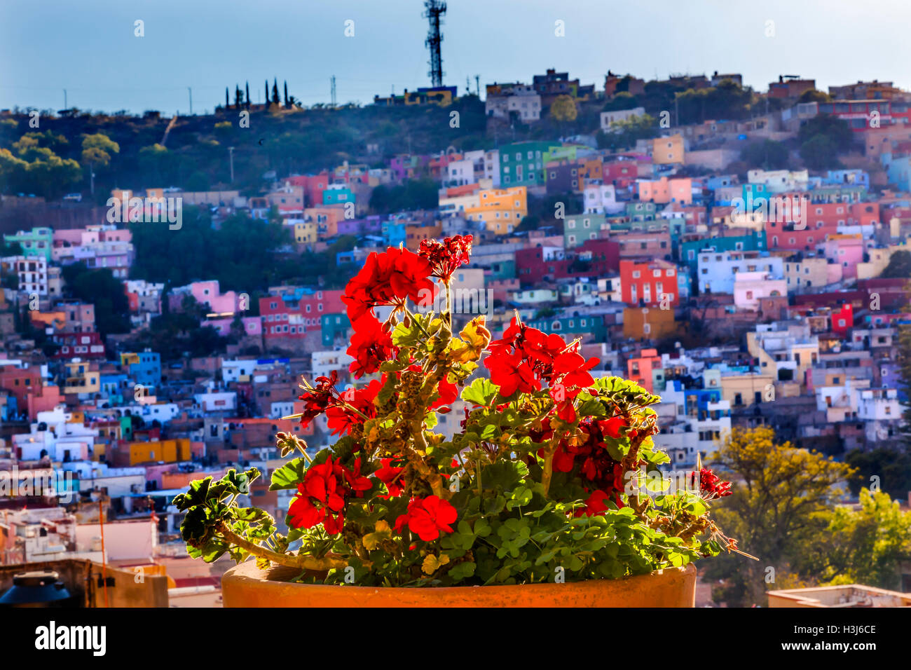 Red Geranium Many Colored Orange Blue Red Houses of Guanajuato Mexico ...