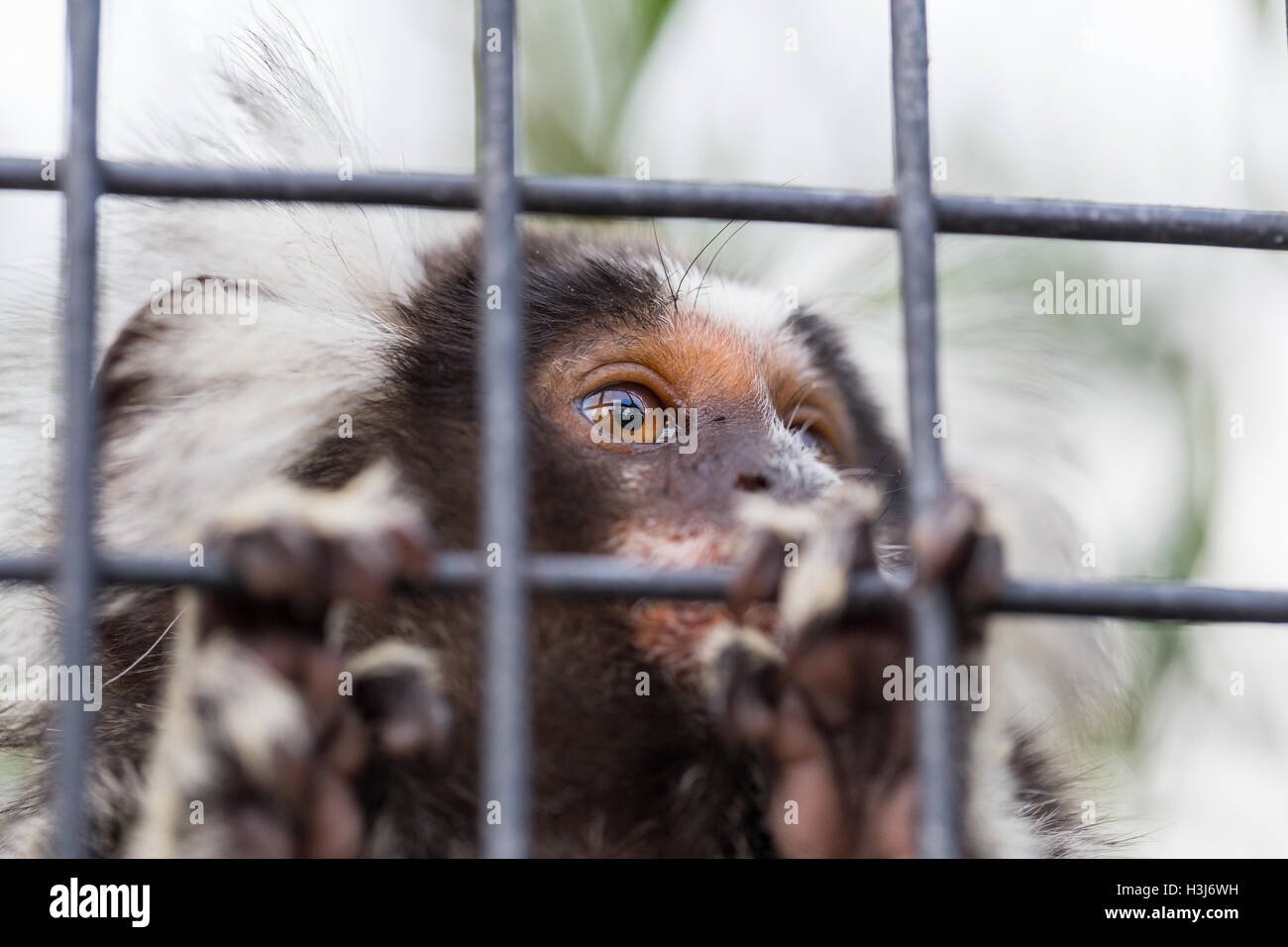Marmoset enclosure hi-res stock photography and images - Alamy