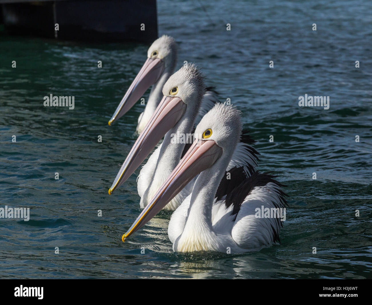 Australian pelican swim hi-res stock photography and images - Alamy