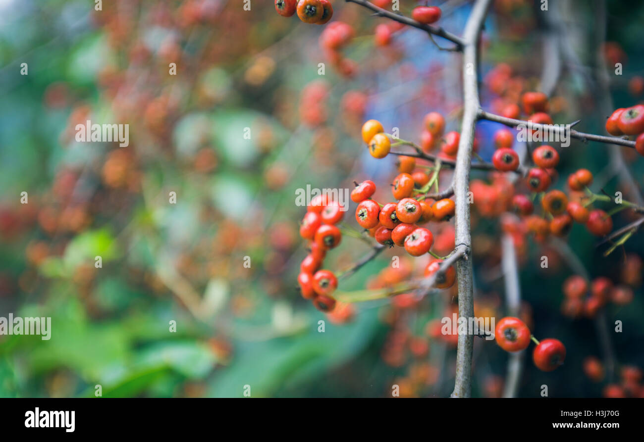 Orange berry tree hi-res stock photography and images - Alamy
