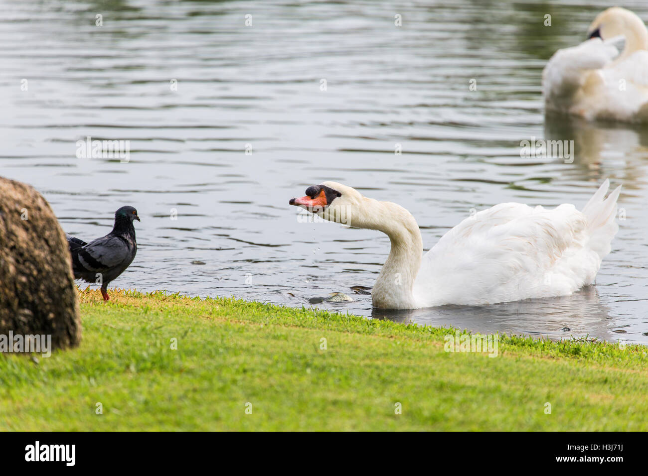 White swan eating food while floating on water surface near green grass ...