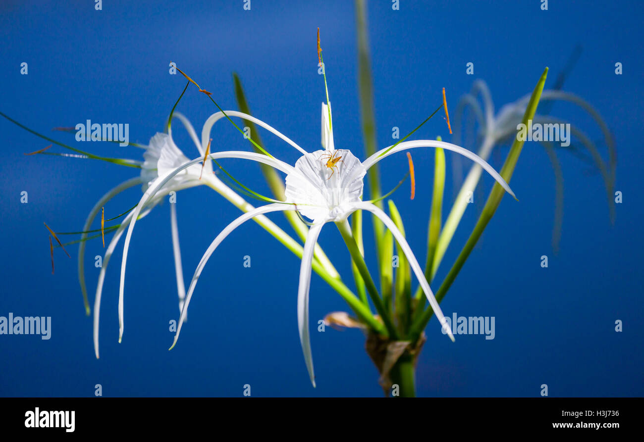 Low key flower hi-res stock photography and images - Alamy