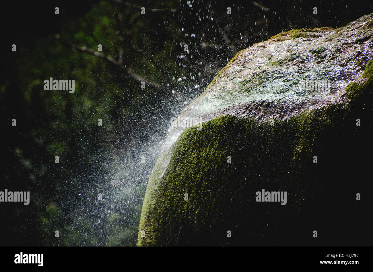 water drops fall moss Stock Photo - Alamy