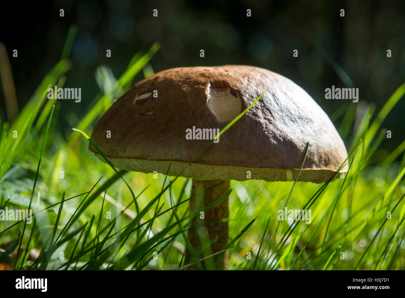 Bolete mushroom pores hi-res stock photography and images - Alamy