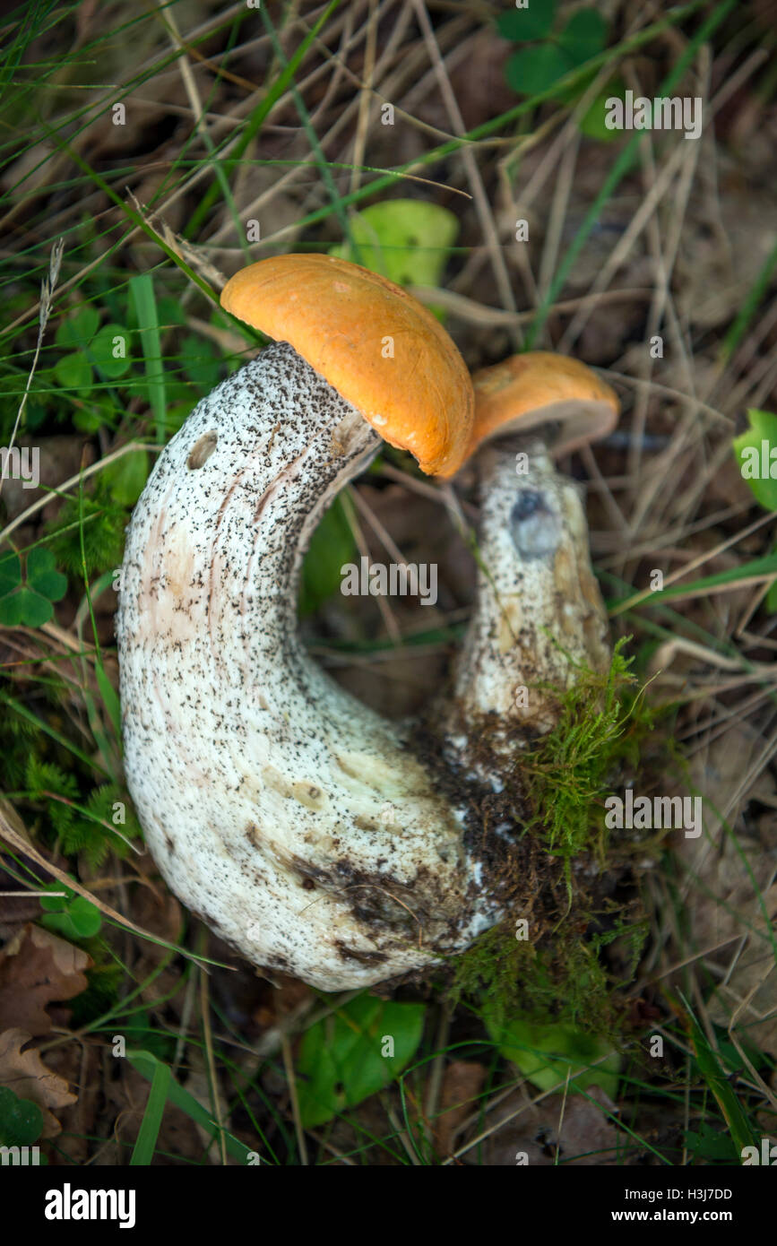 Orange birch bolete mushrooms near Lambley, Northumberland, UK Stock ...
