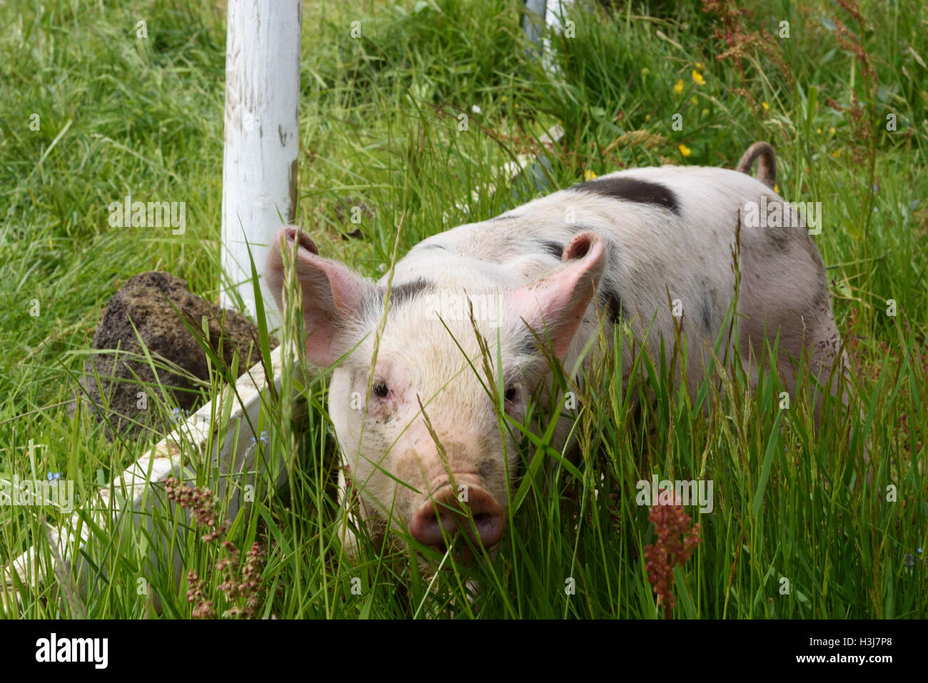 Domestic pig on a farm, Iceland Stock Photo - Alamy