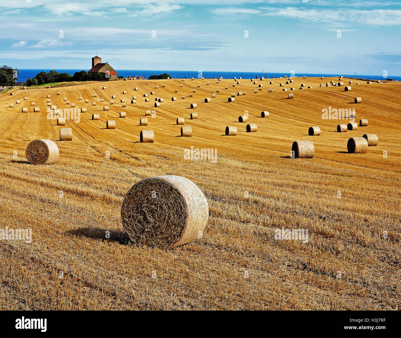Field of Gold Stock Photo - Alamy