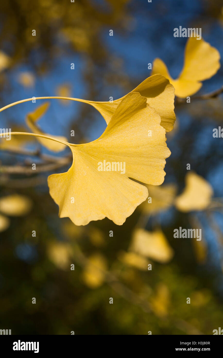 Gingko biloba autumn hi-res stock photography and images - Alamy