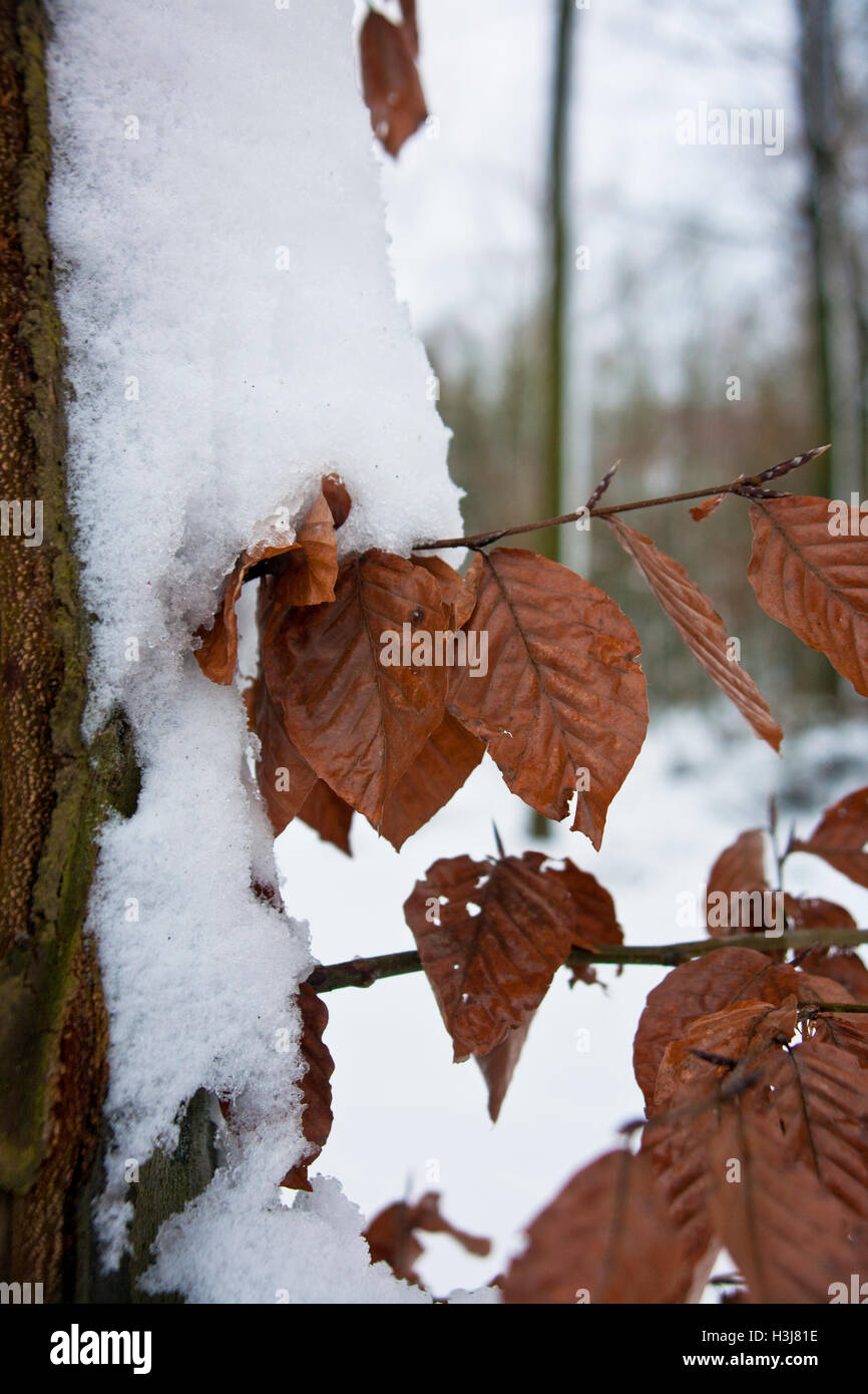 Detail of tree and leaves covered with snow in winter Stock Photo - Alamy