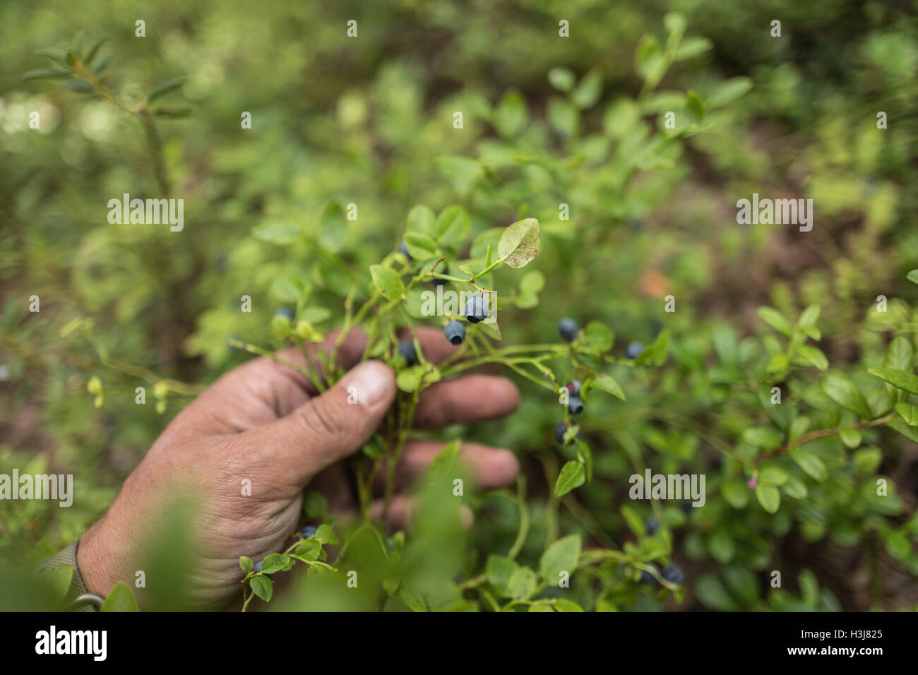 Hand with blush of blueberry Stock Photo - Alamy