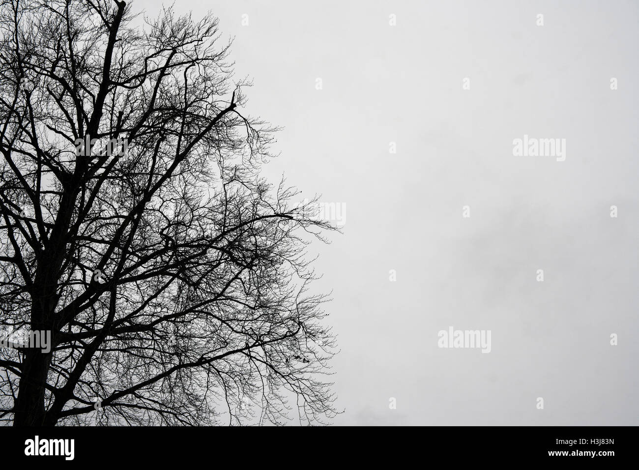 silhouette of black tree's shadow with white isolated background Stock ...