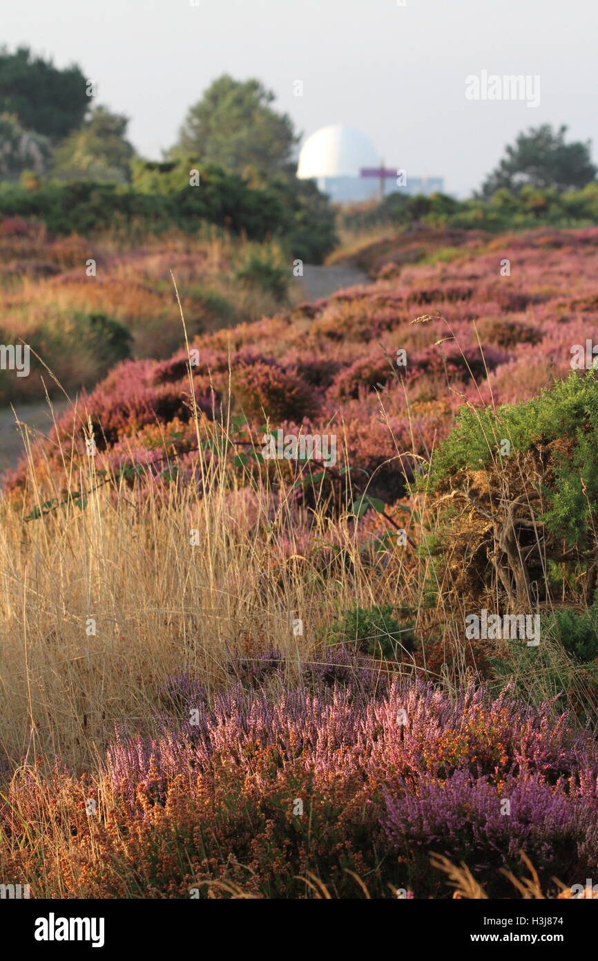 Heather autumn hi-res stock photography and images - Alamy