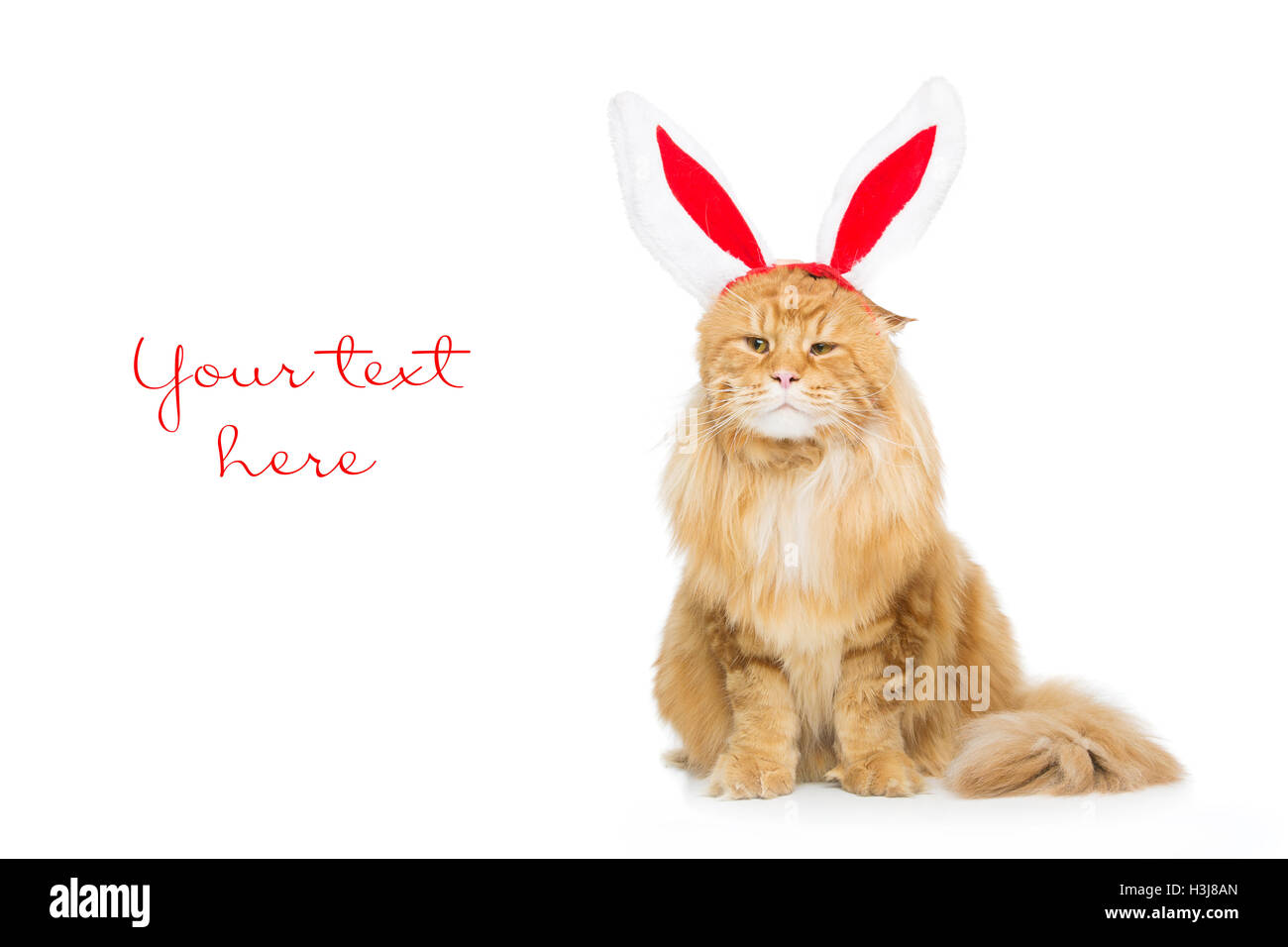 Big ginger cat in christmas rabbit ears head rim Stock Photo - Alamy