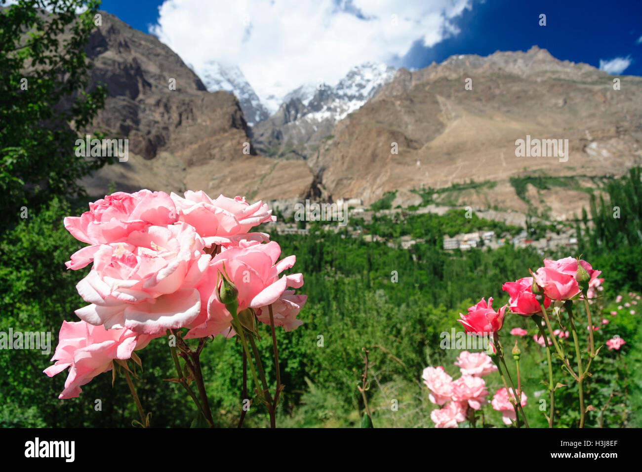 Pink roses at the gardens in Karimabad-Baltit, Hunza Valley, Gilgit ...