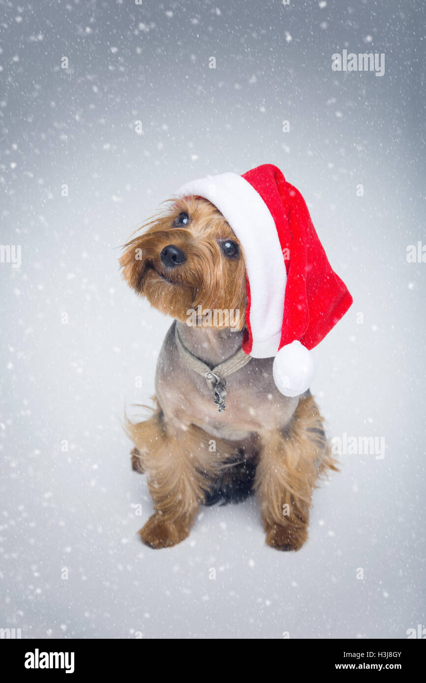 Yorkie in christmas hat hi-res stock photography and images - Alamy