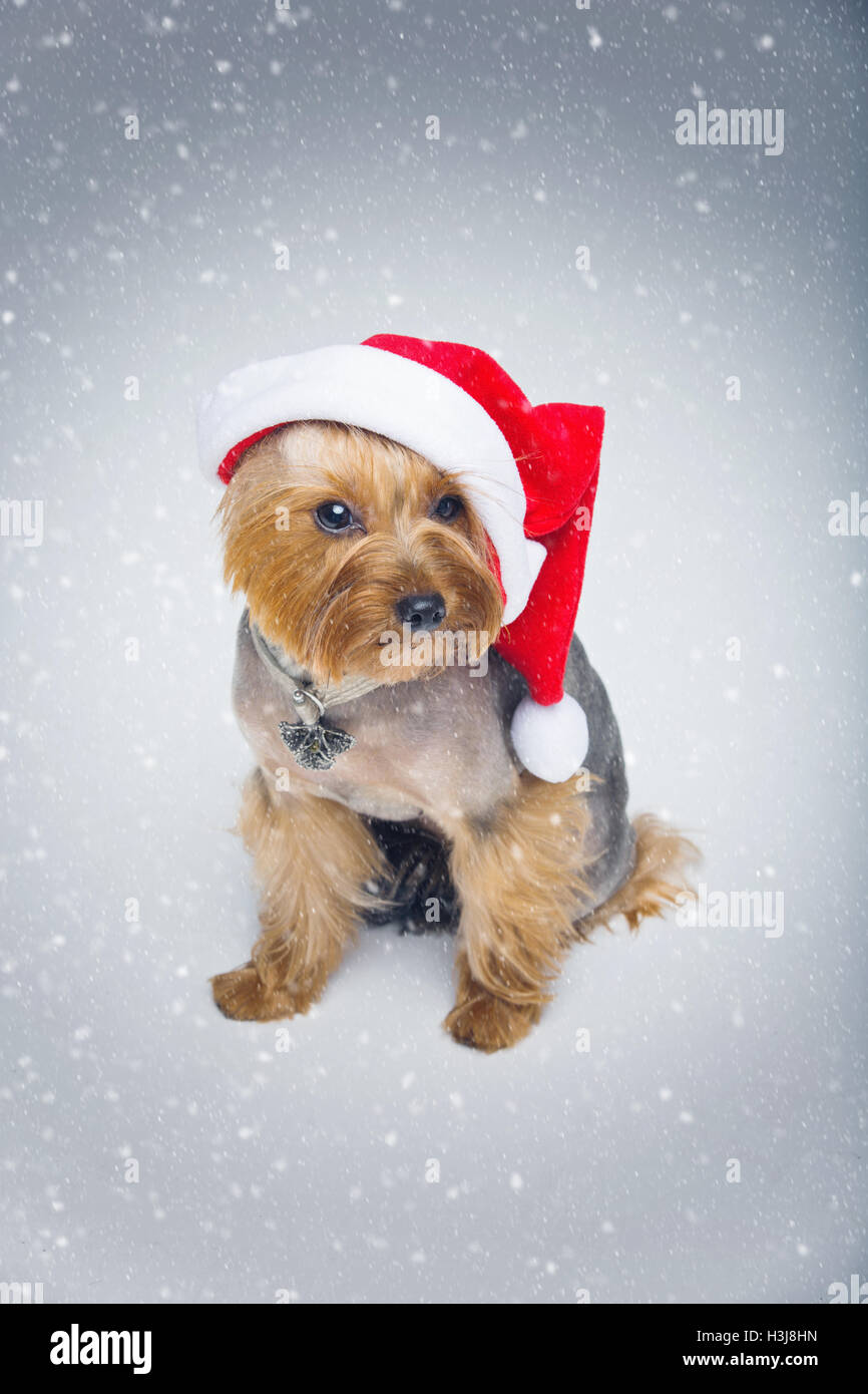 Yorkshire terrier dog in christmas cap Stock Photo - Alamy