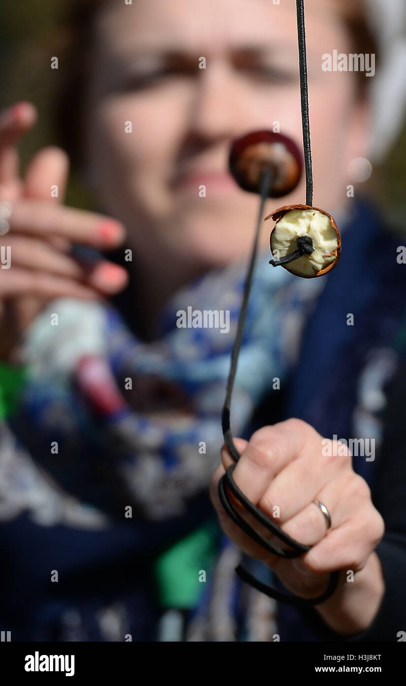 51st world conker championships shuckburgh arms hi-res stock ...